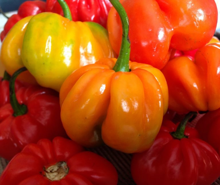 24 Types of Caribbean Food You Need to Try Now