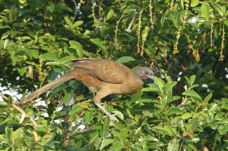 The Caribbean is one of the Greatest Birding Destinations in the World ...