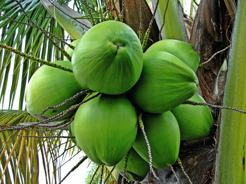 The Mighty Coconut – Why this Nut has been so Misunderstood ...