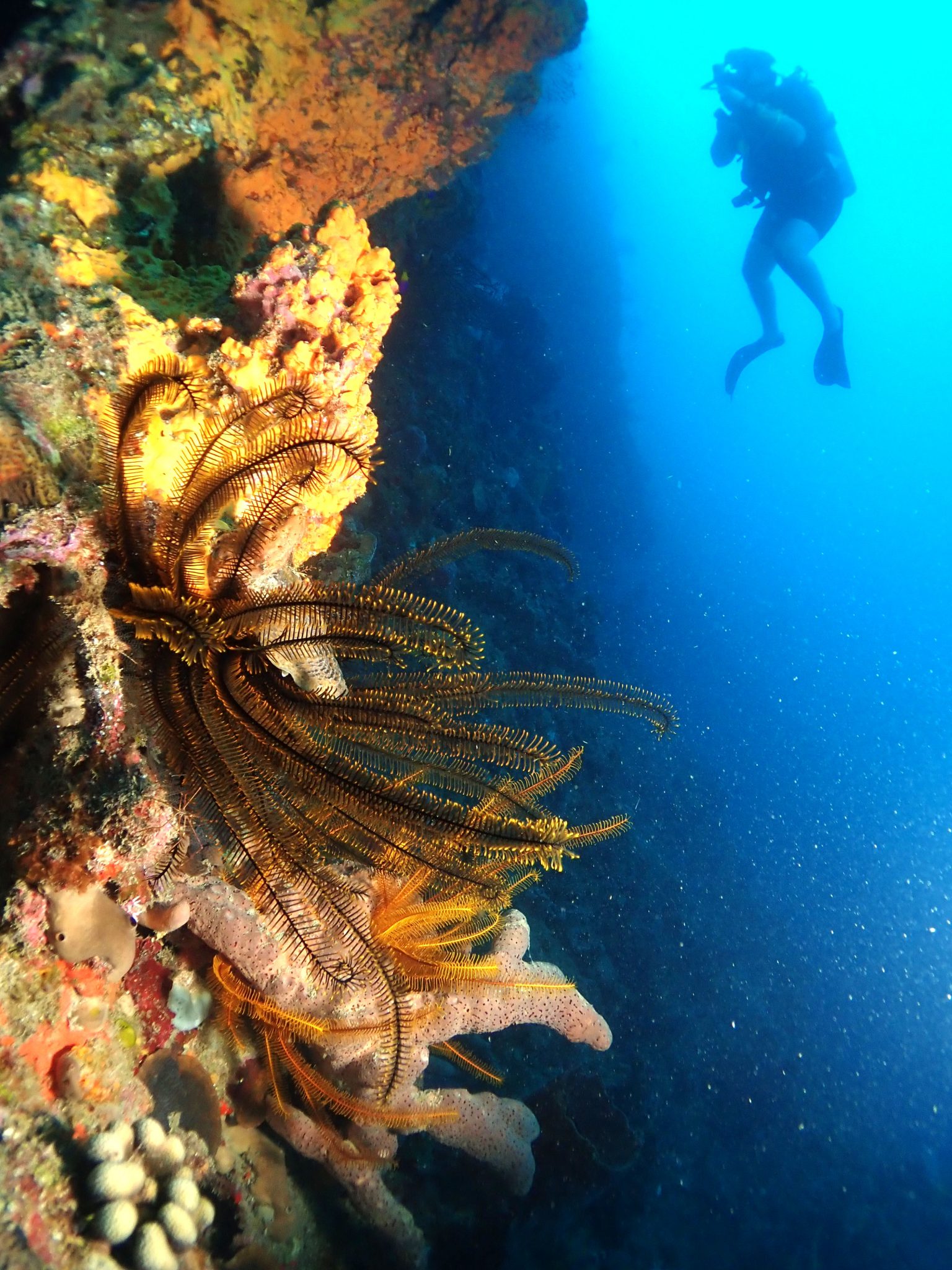 Experience and Explore the Amazing Island of Dominica | Exceptional ...