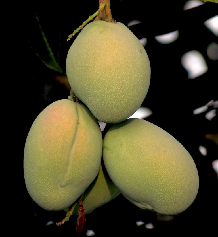 Mango – A Caribbean Fruit Waiting to be ‘Discovered’ | Exceptional ...