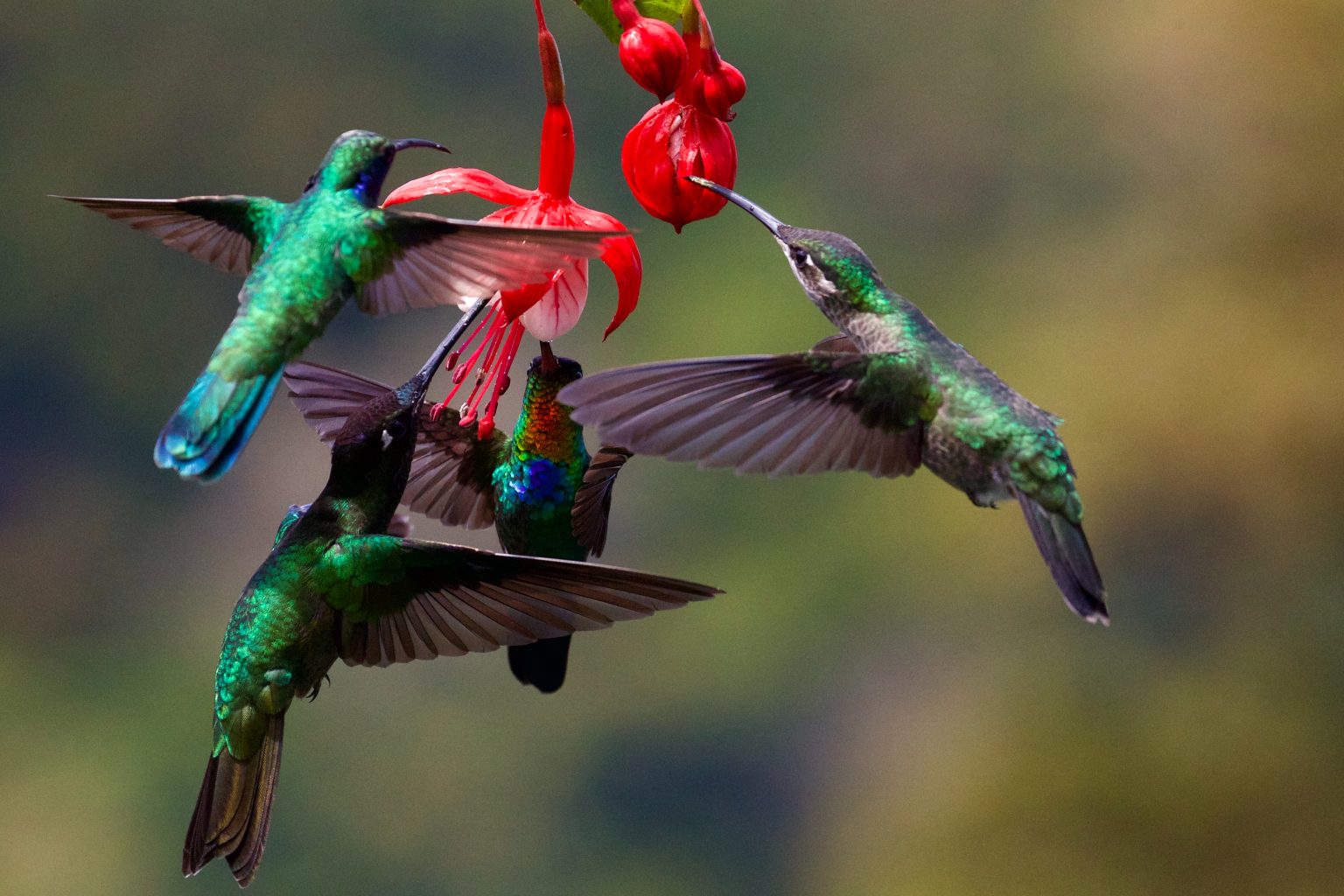 Yerettê Hummingbird Sanctuary | Exceptional Caribbean